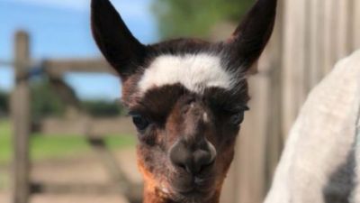Hensting Alpacas – Alpaca Walks Near Me & Alpacas for Sale in Hampshire ...