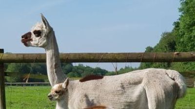 Hensting Alpacas – Alpaca Walks Near Me & Alpacas for Sale in Hampshire ...
