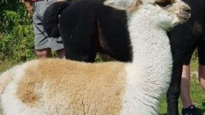 Hensting Alpacas – Alpaca Walks Near Me & Alpacas for Sale in Hampshire ...