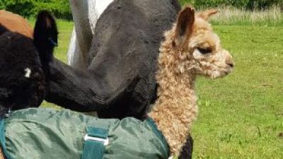 Alpaca Walks near me in Hampshire - Hensting Alpacas
