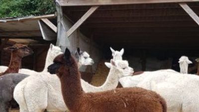 Hensting Alpacas – Alpaca Walks Near Me & Alpacas for Sale in Hampshire ...
